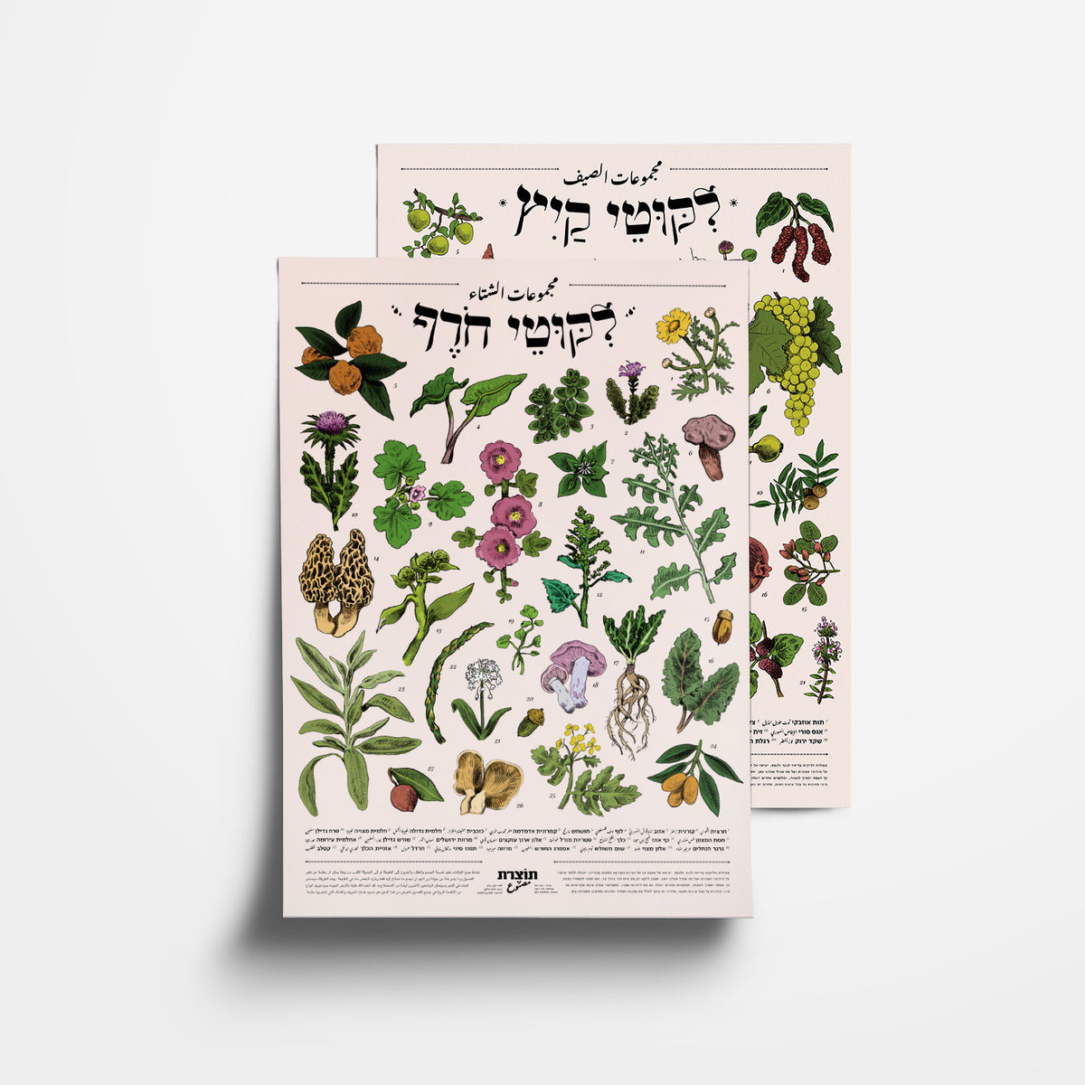 Pack of Two Foraging Posters | Tozeret – Asufa com